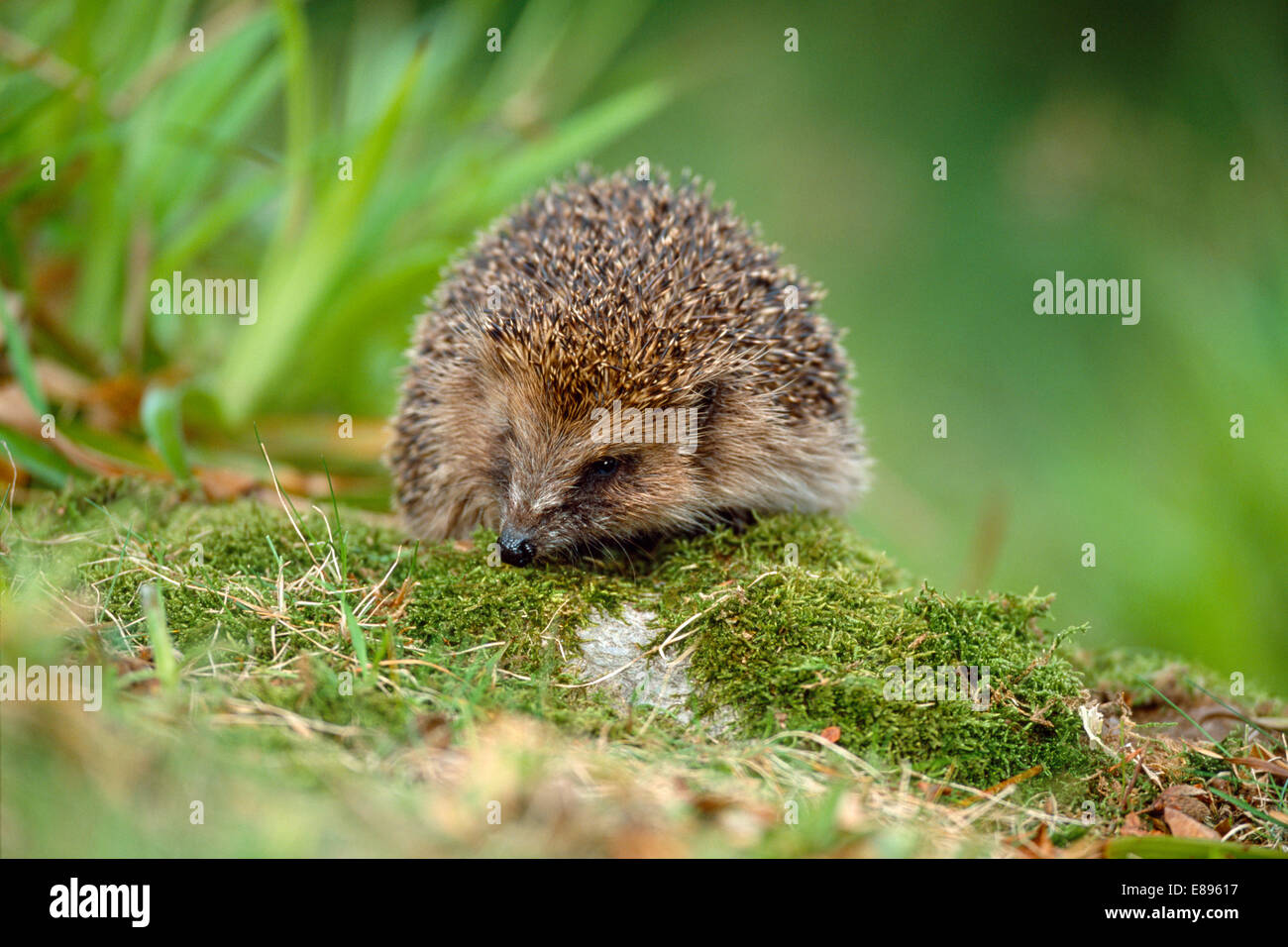 Erinaceus europaeus hi-res stock photography and images - Alamy