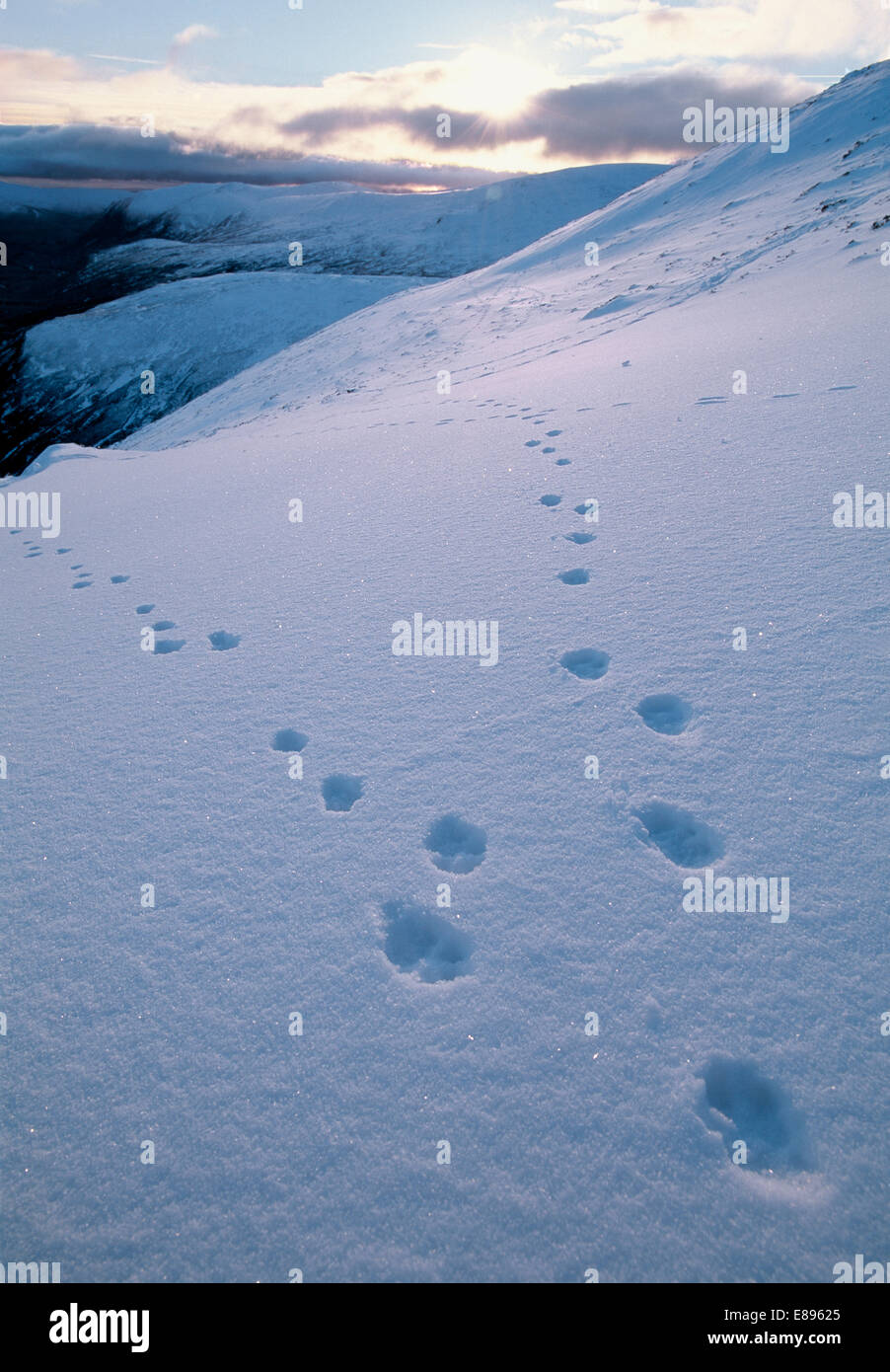Hare tracks hi-res stock photography and images - Alamy