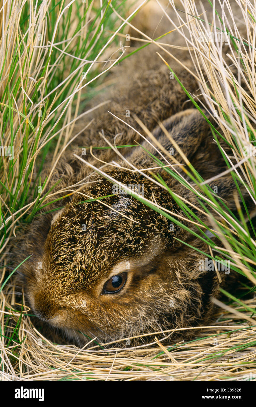 Mountain Hare - Lepus timidus Stock Photo - Alamy