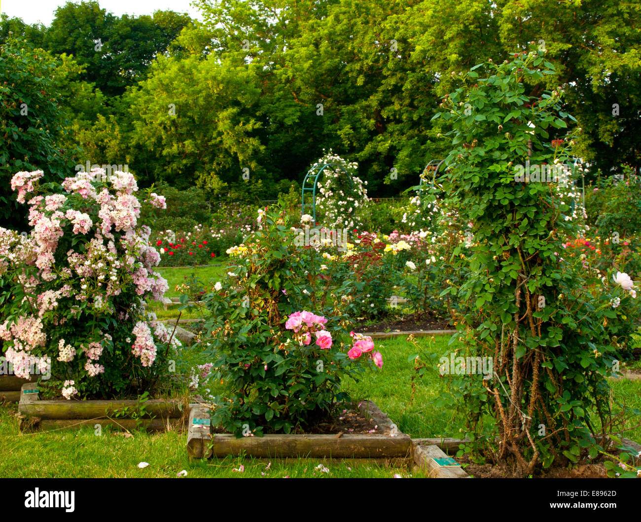 Formal Rose Garden
