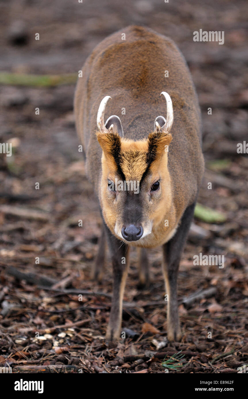 Muntjac hi-res stock photography and images - Alamy