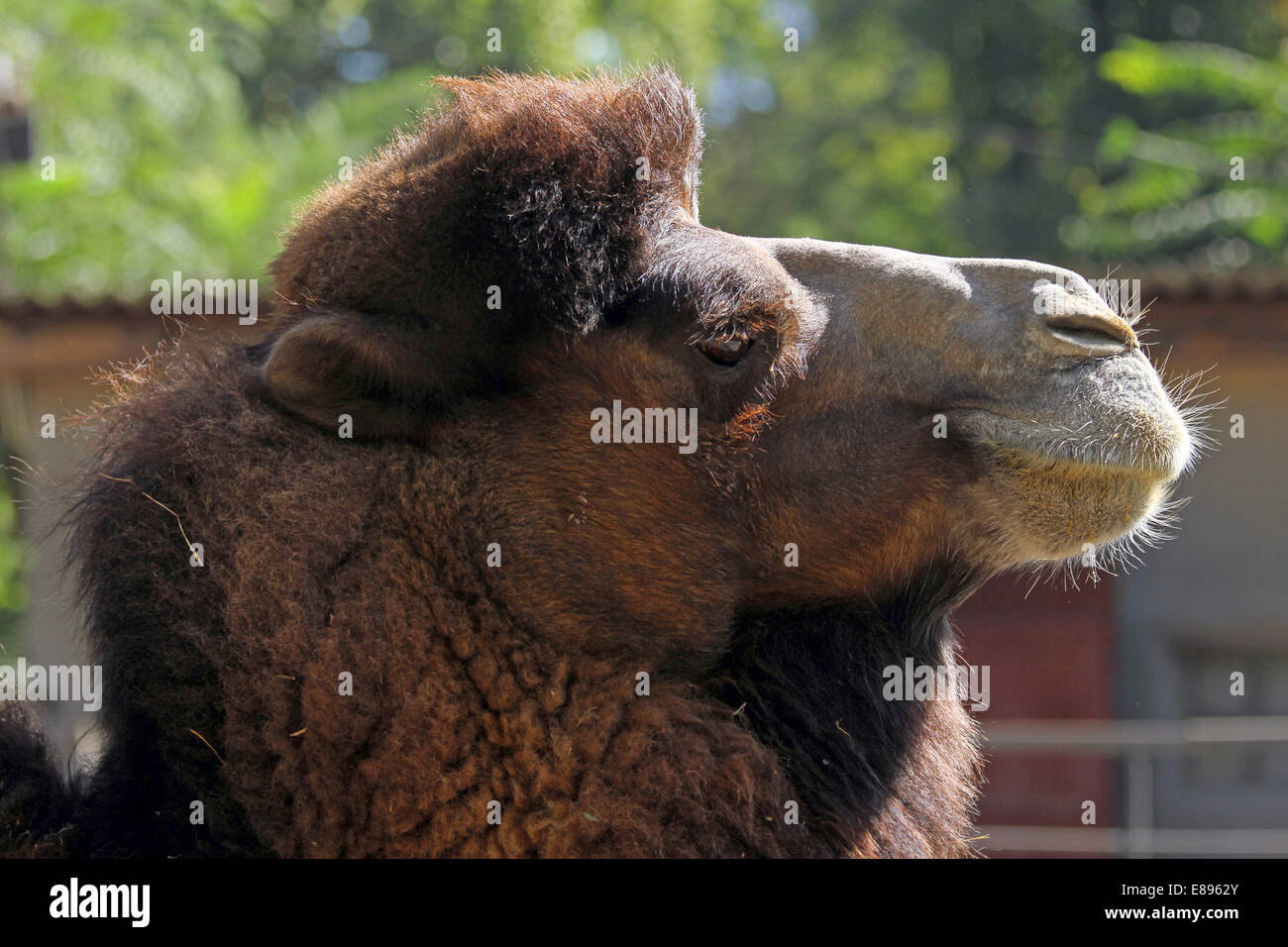 Traditional persian portrait hi-res stock photography and images - Alamy