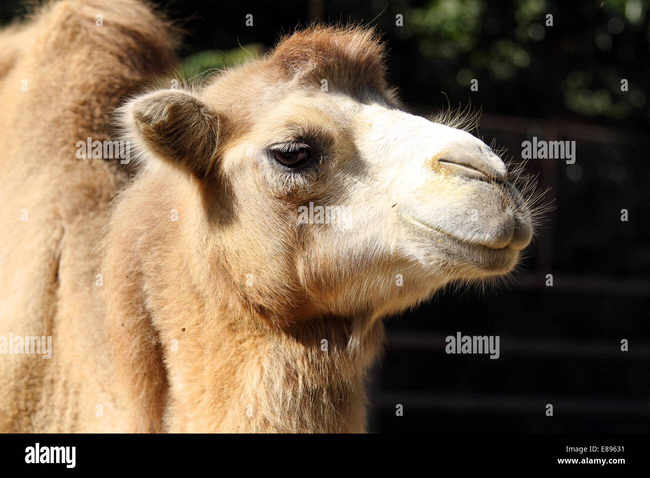 Camel zoo hi-res stock photography and images - Alamy