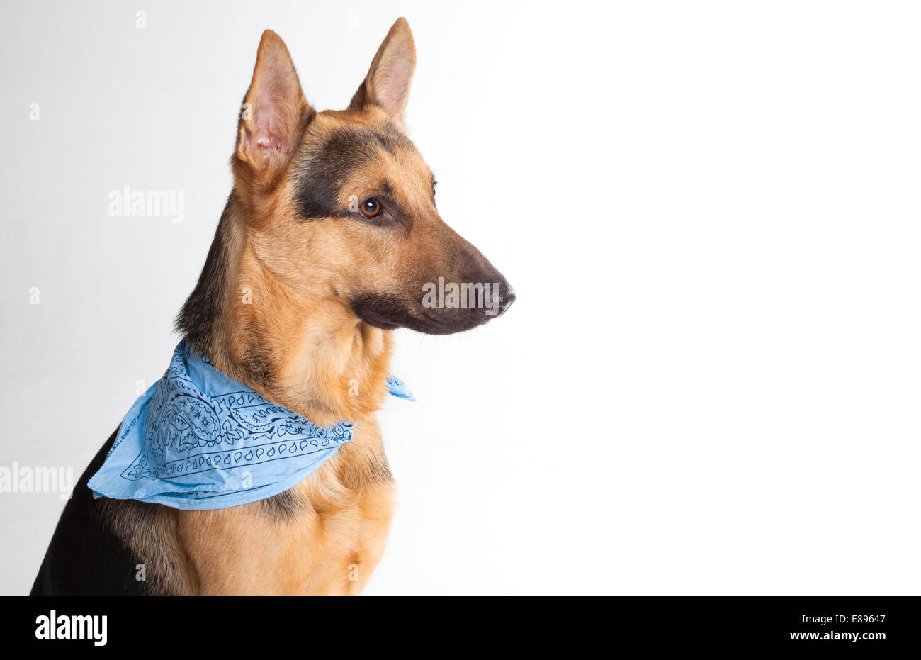 Smiling german shepherd hi-res stock photography and images - Alamy