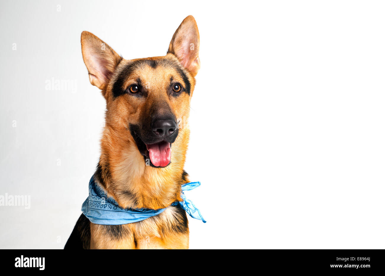 German Shepherd dog happy and smiling Stock Photo - Alamy