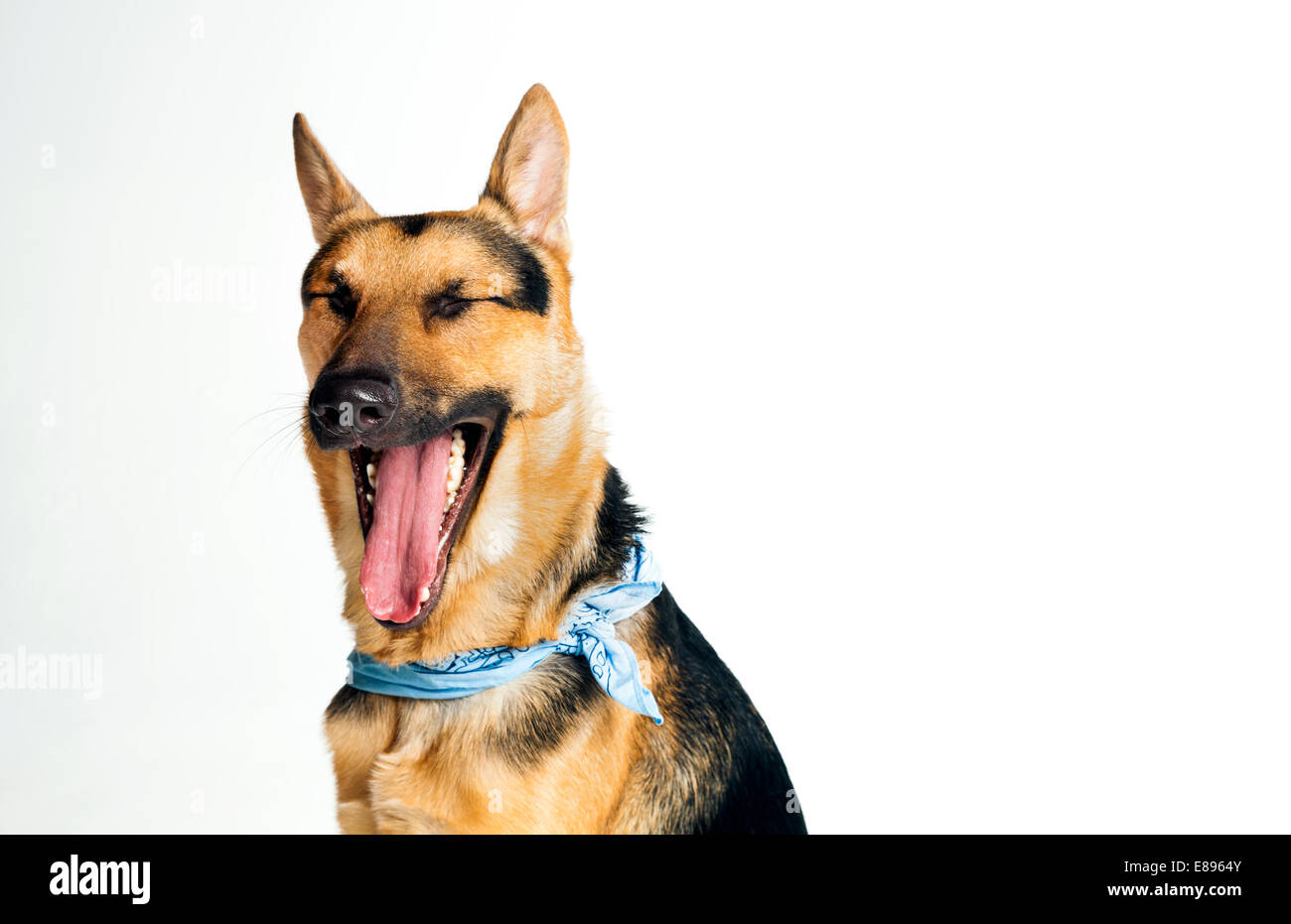 Smiling German Shepherd