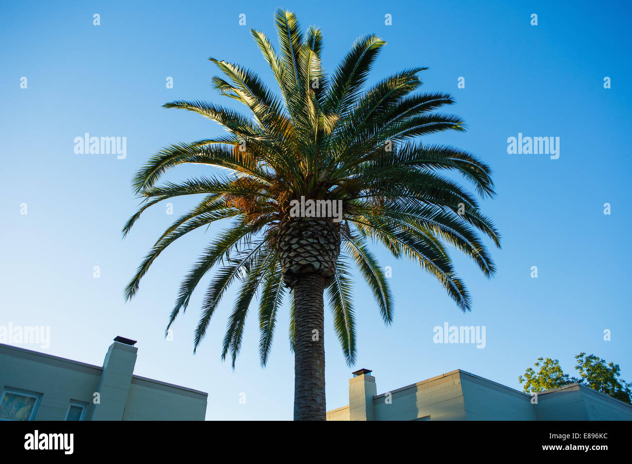 Palm evergreen hi-res stock photography and images - Alamy