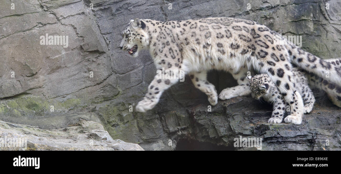 Snow leopards, Mother and cub, jumping a gap in the ledge Stock Photo ...
