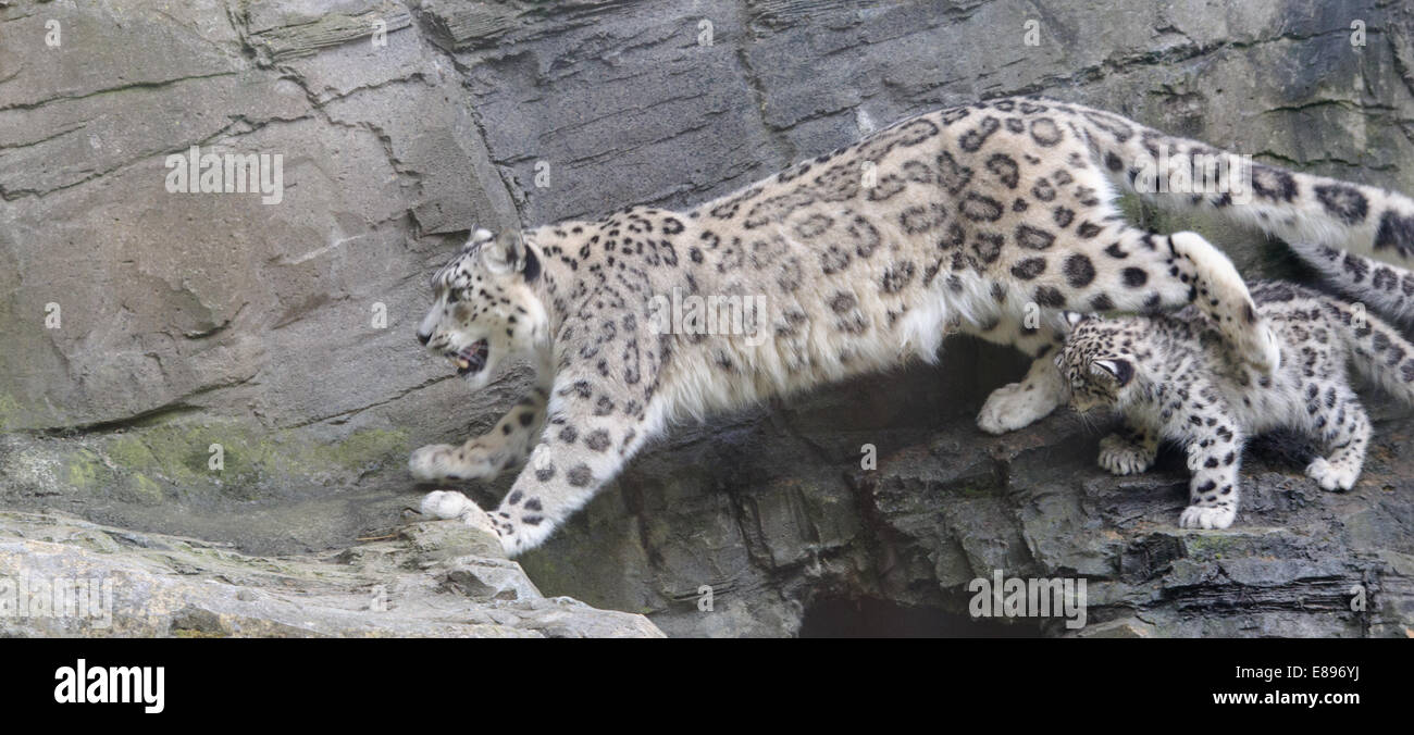 Snow Leopards Jumping