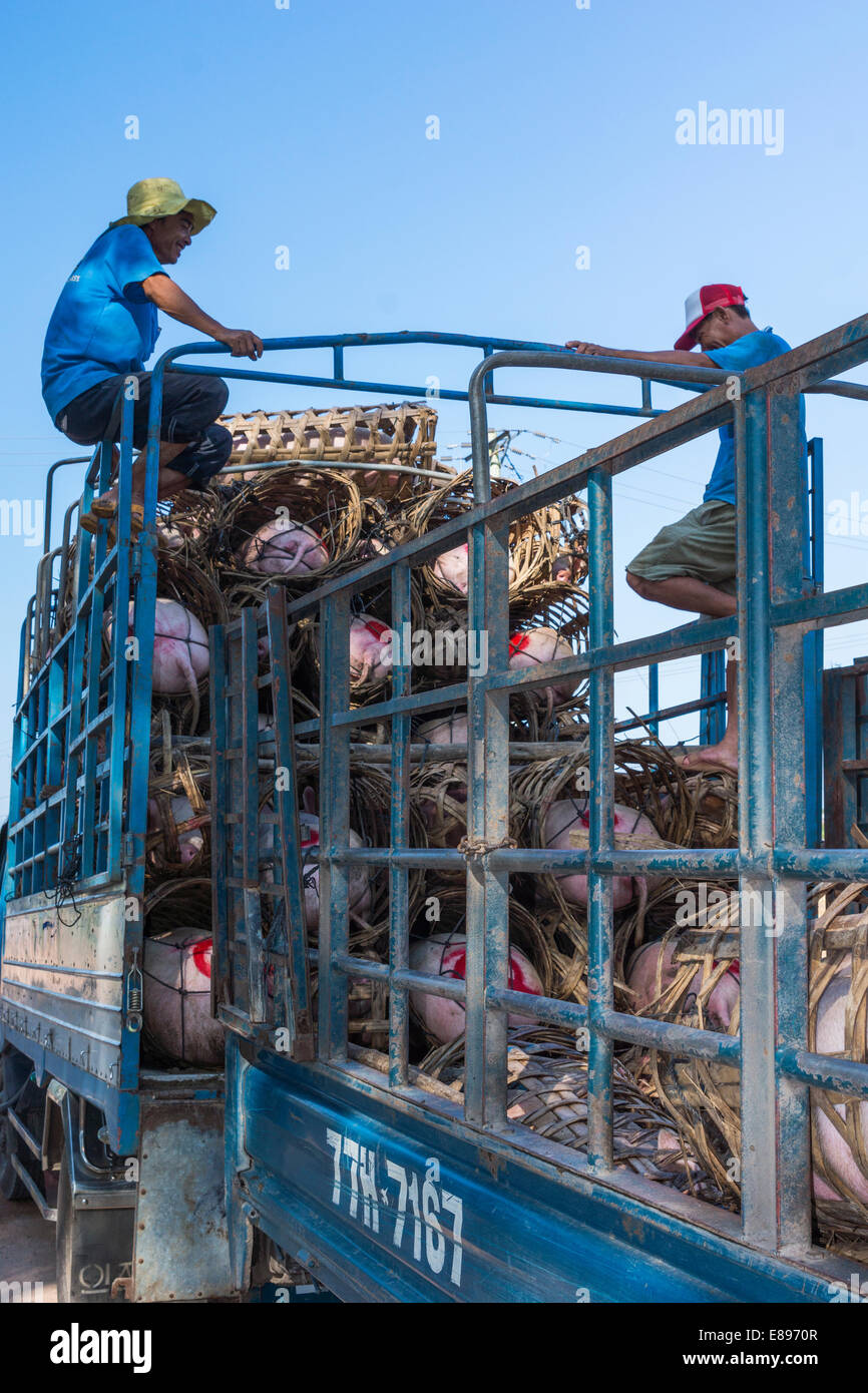 Load pigs hi-res stock photography and images - Alamy