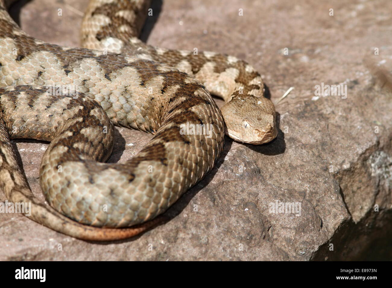 Serpent On Rock High Resolution Stock Photography and Images - Alamy