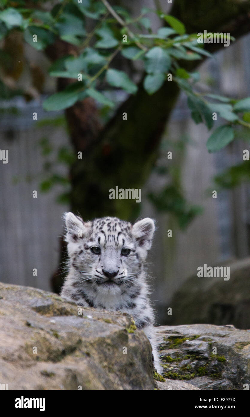Snow leopard cub hi-res stock photography and images - Alamy