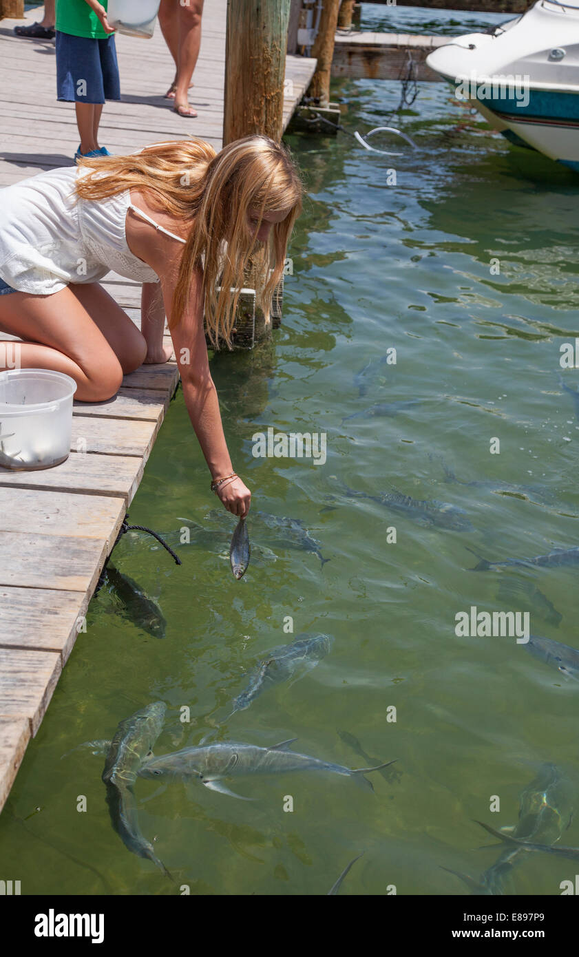 Girl feeding tarpon from dock at Robbies of Islamorada in the Florida ...