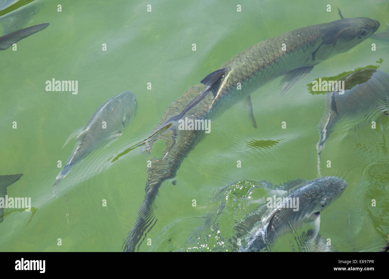Tarpon at Robbies of Islamorada in the Florida Keys Stock Photo - Alamy