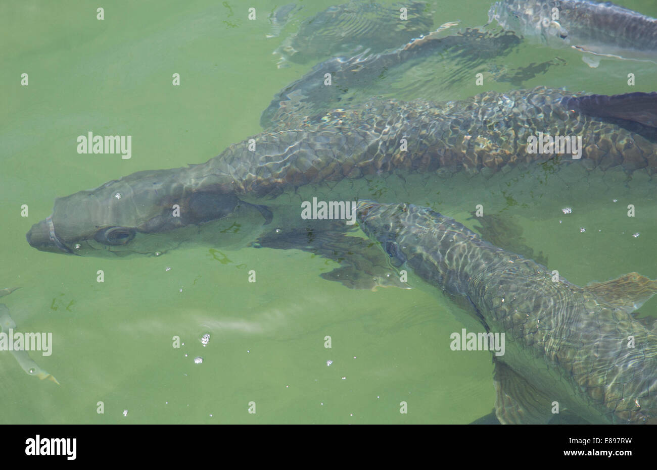 Tarpon at Robbies of Islamorada in the Florida Keys Stock Photo - Alamy