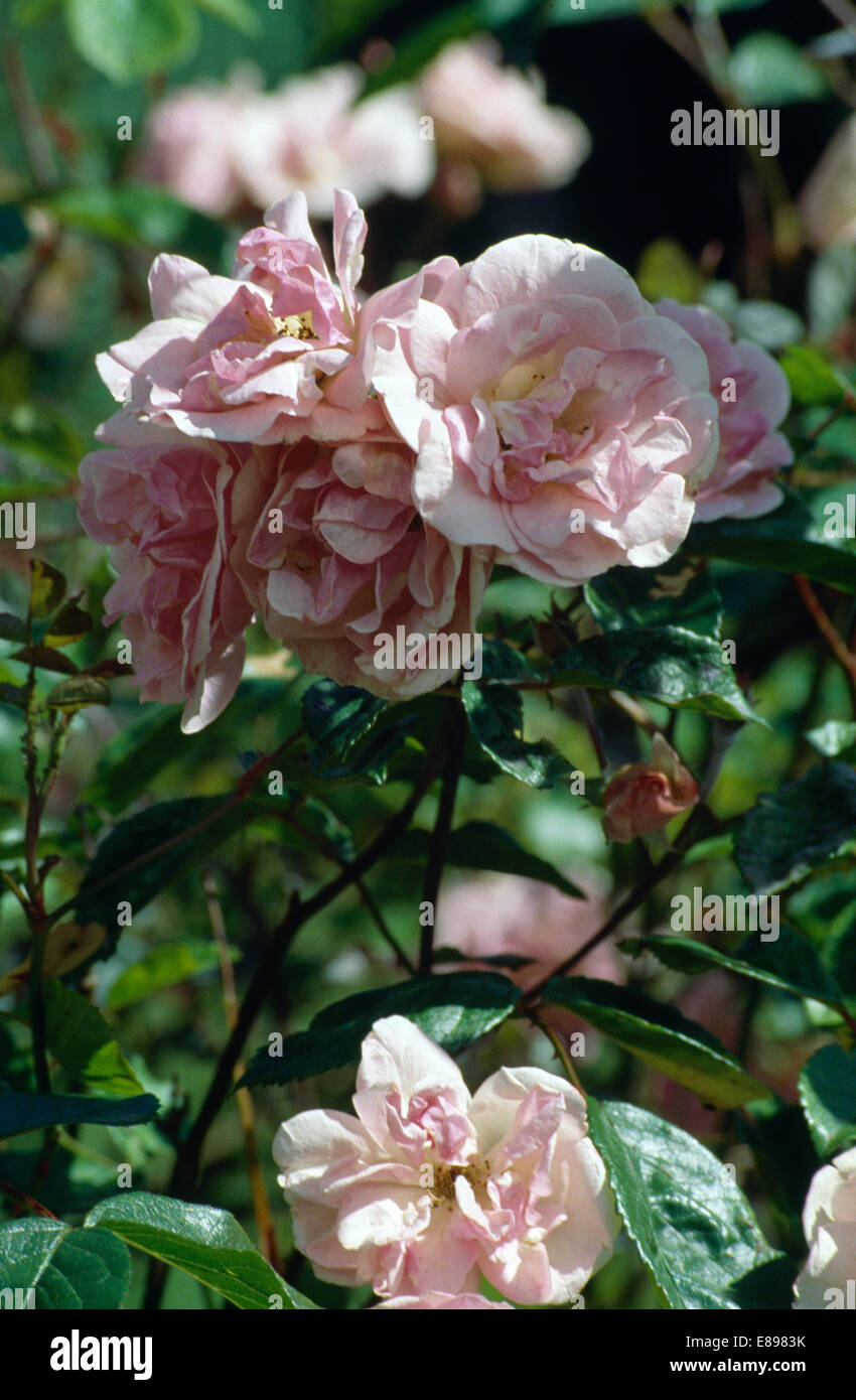 Roses summer pastels hi-res stock photography and images - Alamy