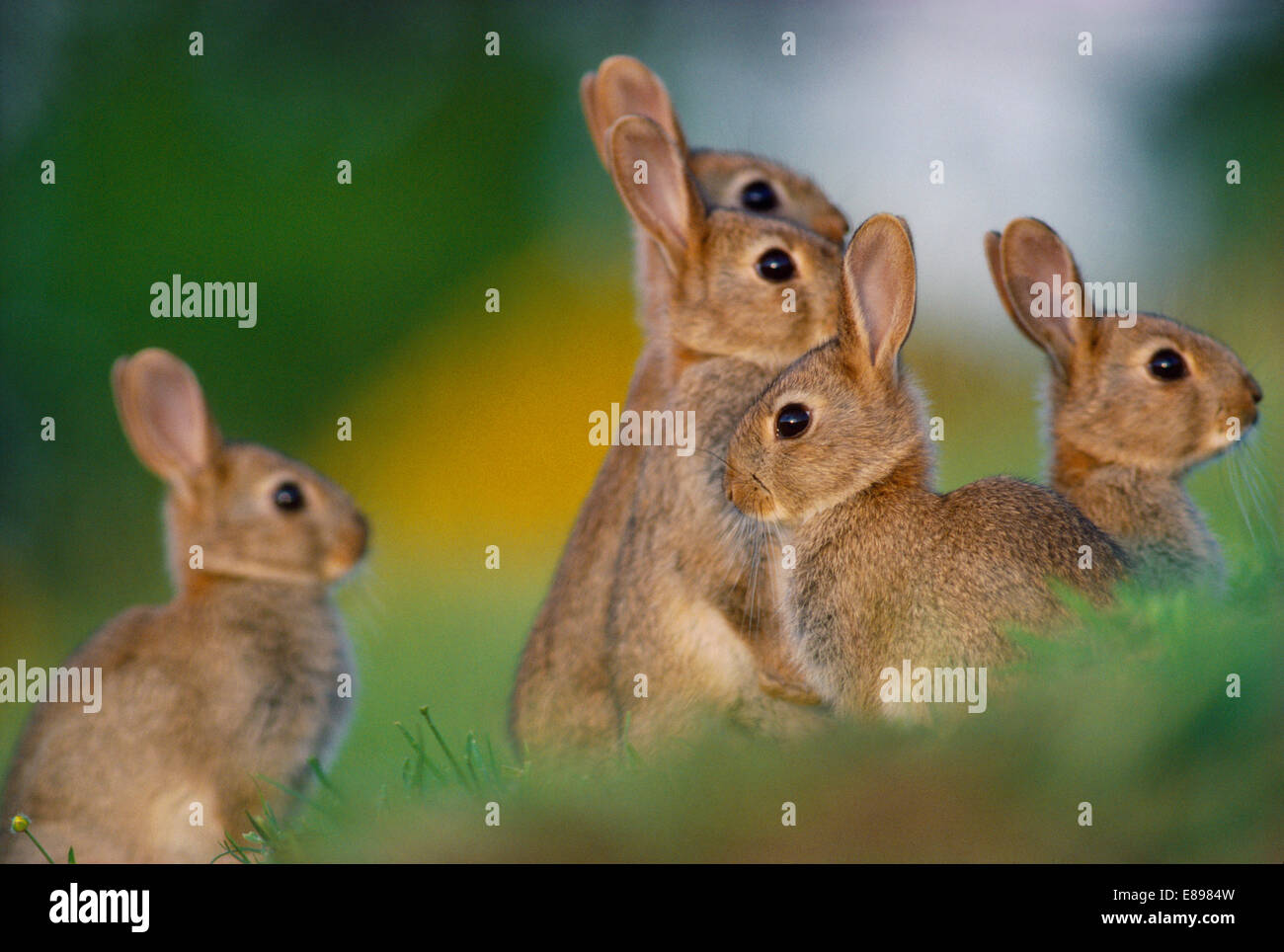 Oryctolagus cuniculus hi-res stock photography and images - Alamy