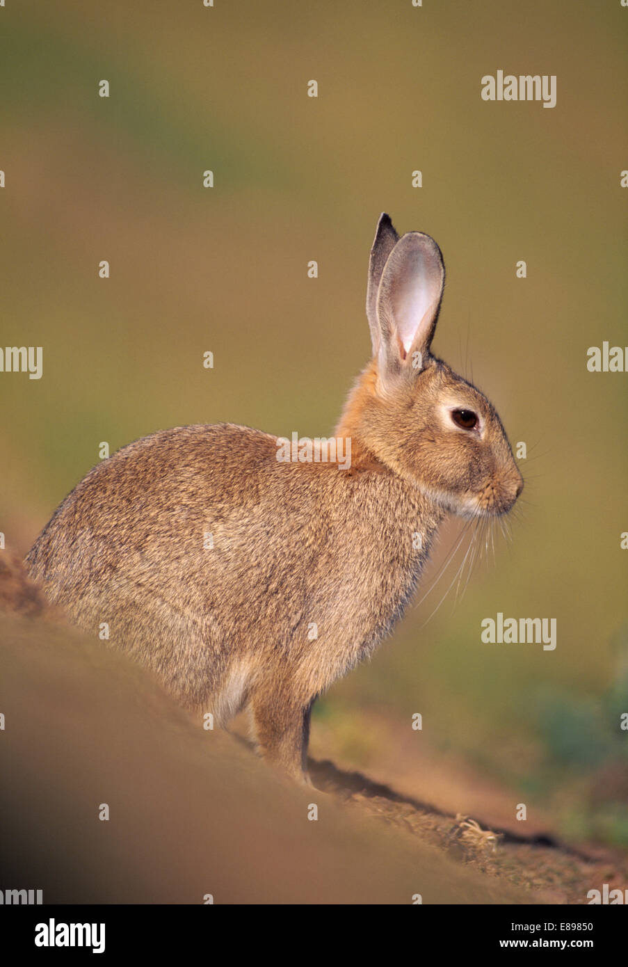 Rabbit - Oryctolagus cuniculus Stock Photo - Alamy