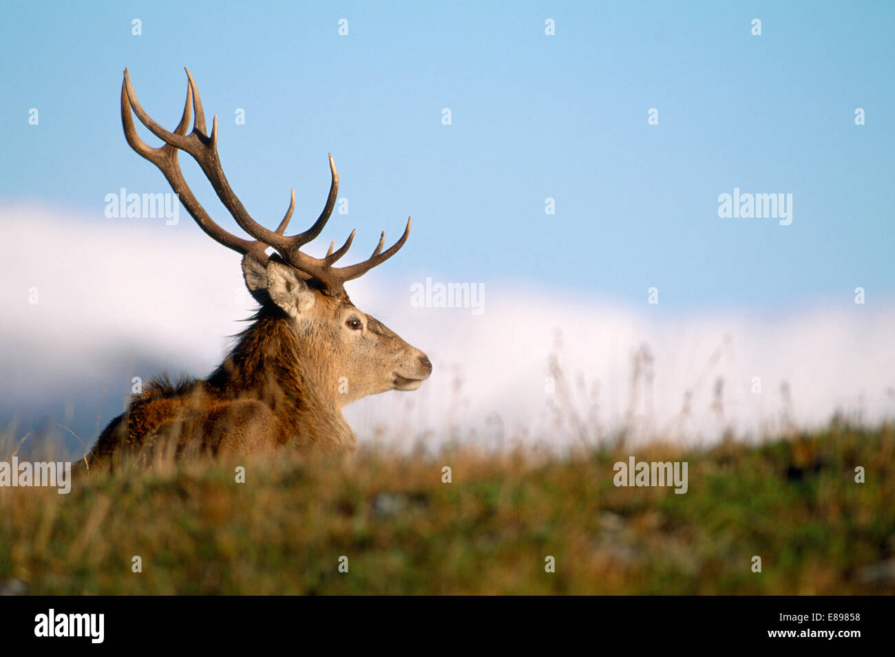 Mature male red deer hi-res stock photography and images - Alamy