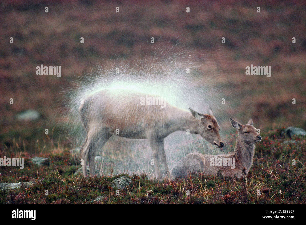 Shaking wet deer hi-res stock photography and images - Alamy