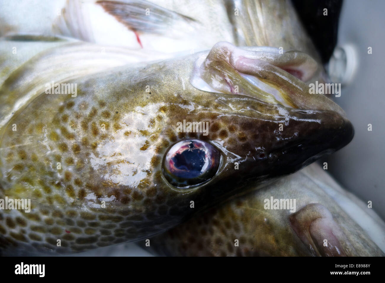 Wismar, Germany, head of a freshly caught cod Stock Photo - Alamy
