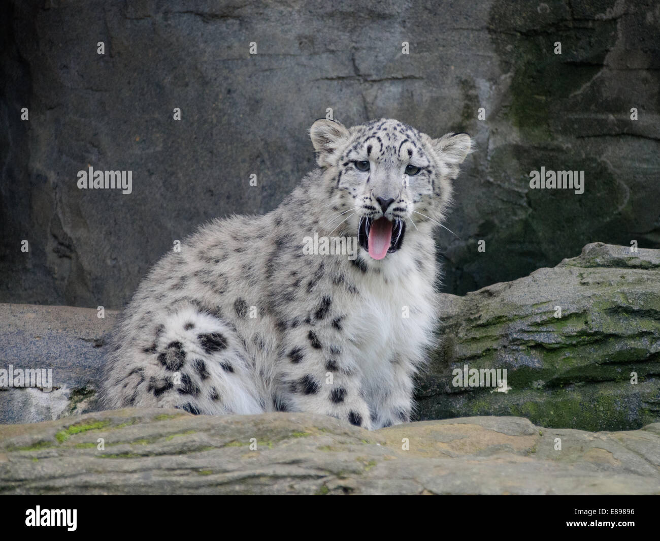 Snow leopard cub yawning Stock Photo - Alamy