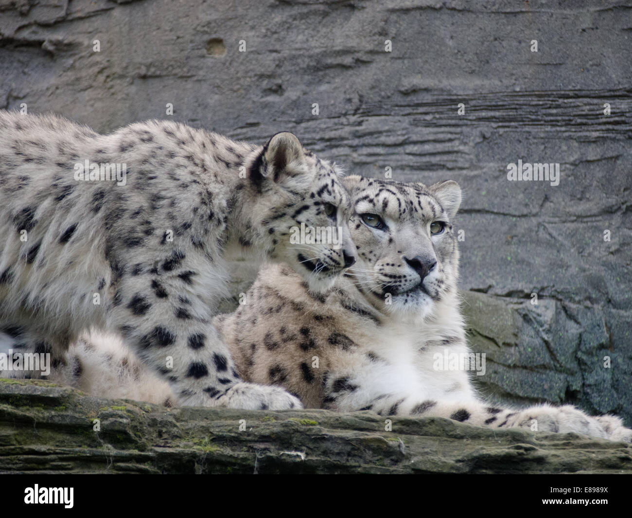 Leopards cub hi-res stock photography and images - Alamy