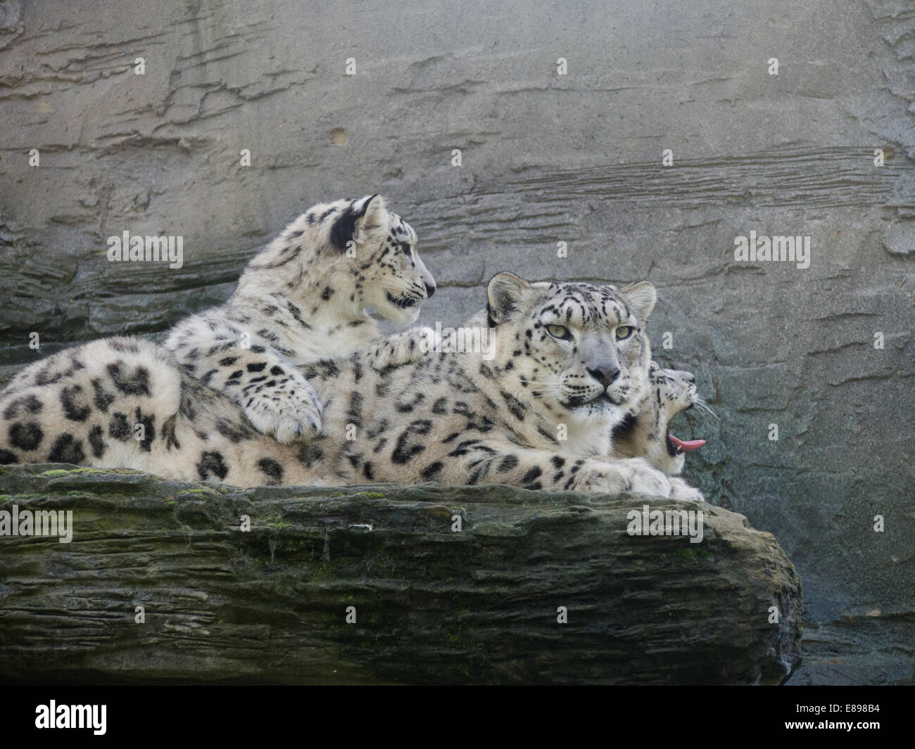 Snow leopards, Mother and two cubs on ledge Stock Photo - Alamy