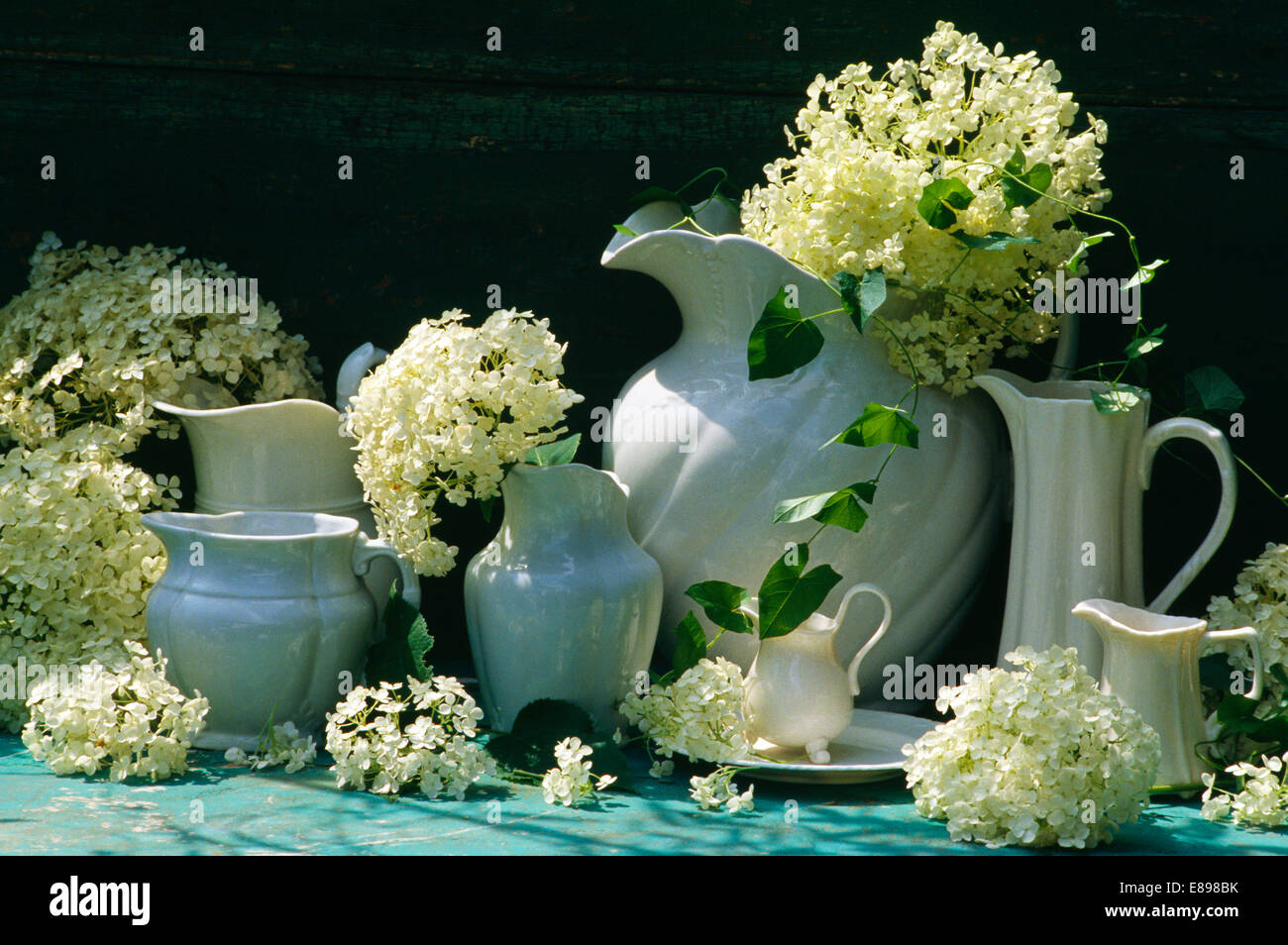Still-Life of white hydrangeas with white jugs Stock Photo - Alamy