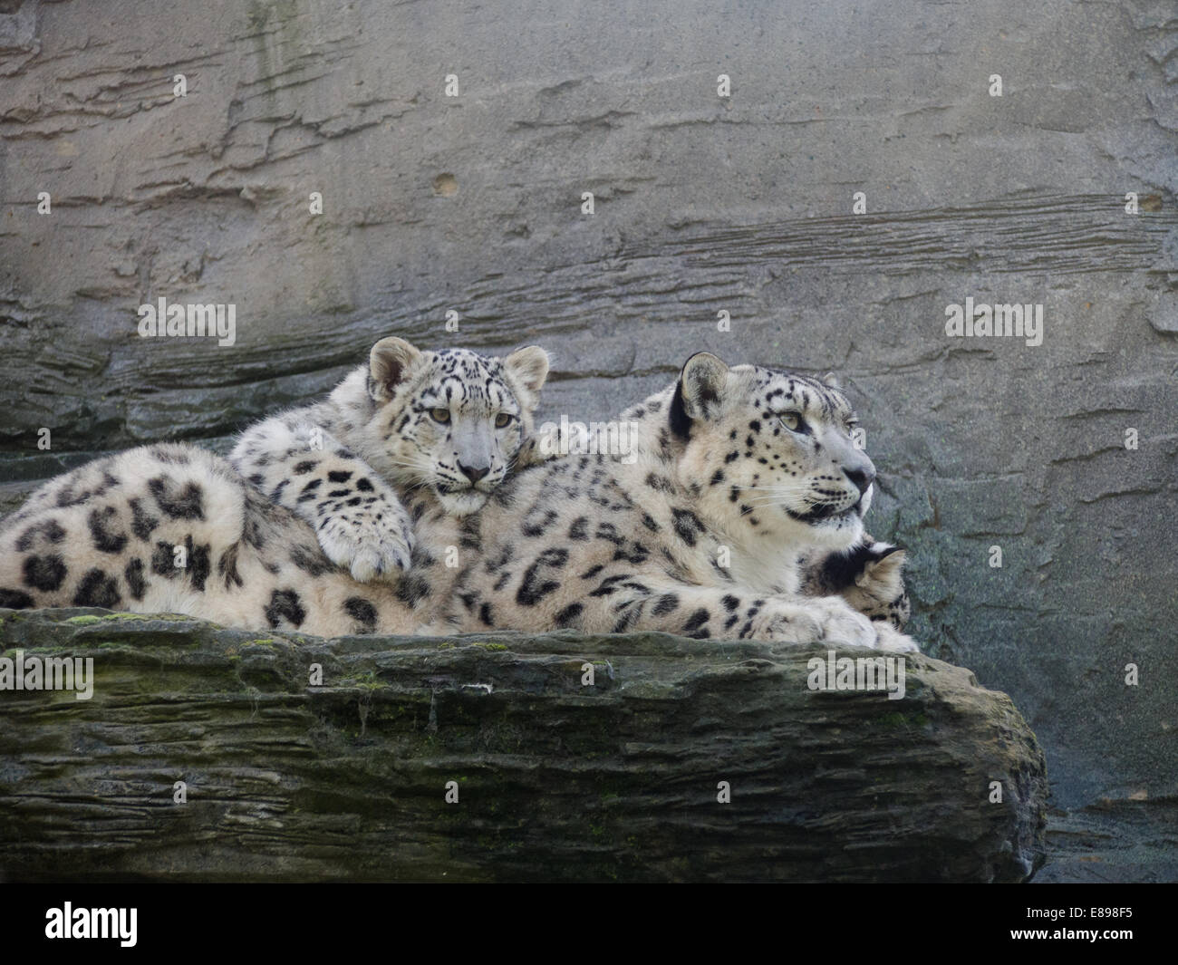 Snow leopard mother and cubs snow hi-res stock photography and images ...