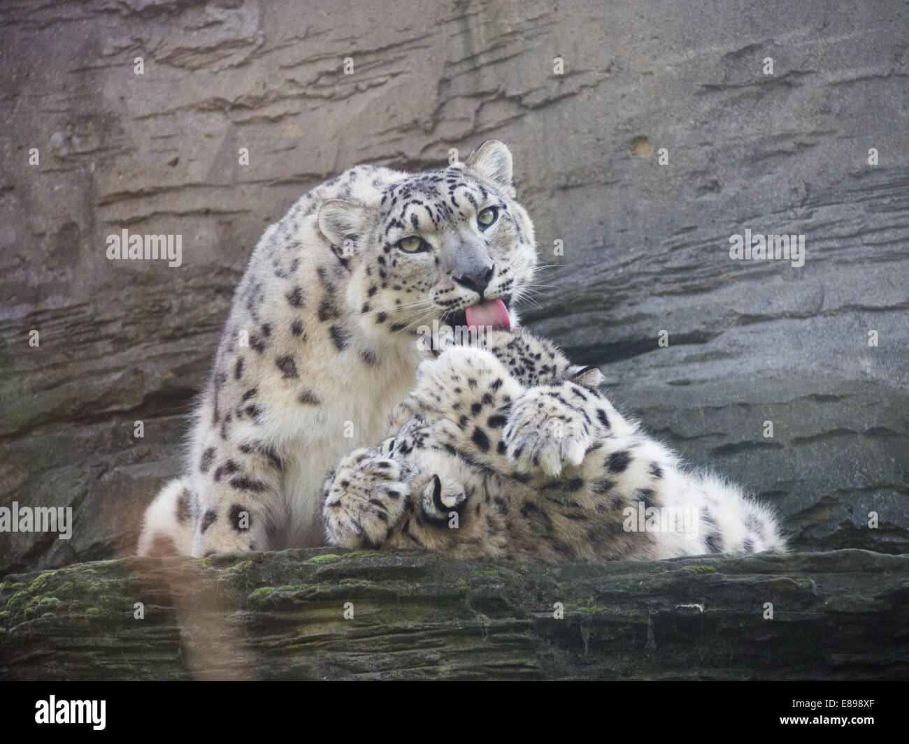 Snow Leopards Fighting