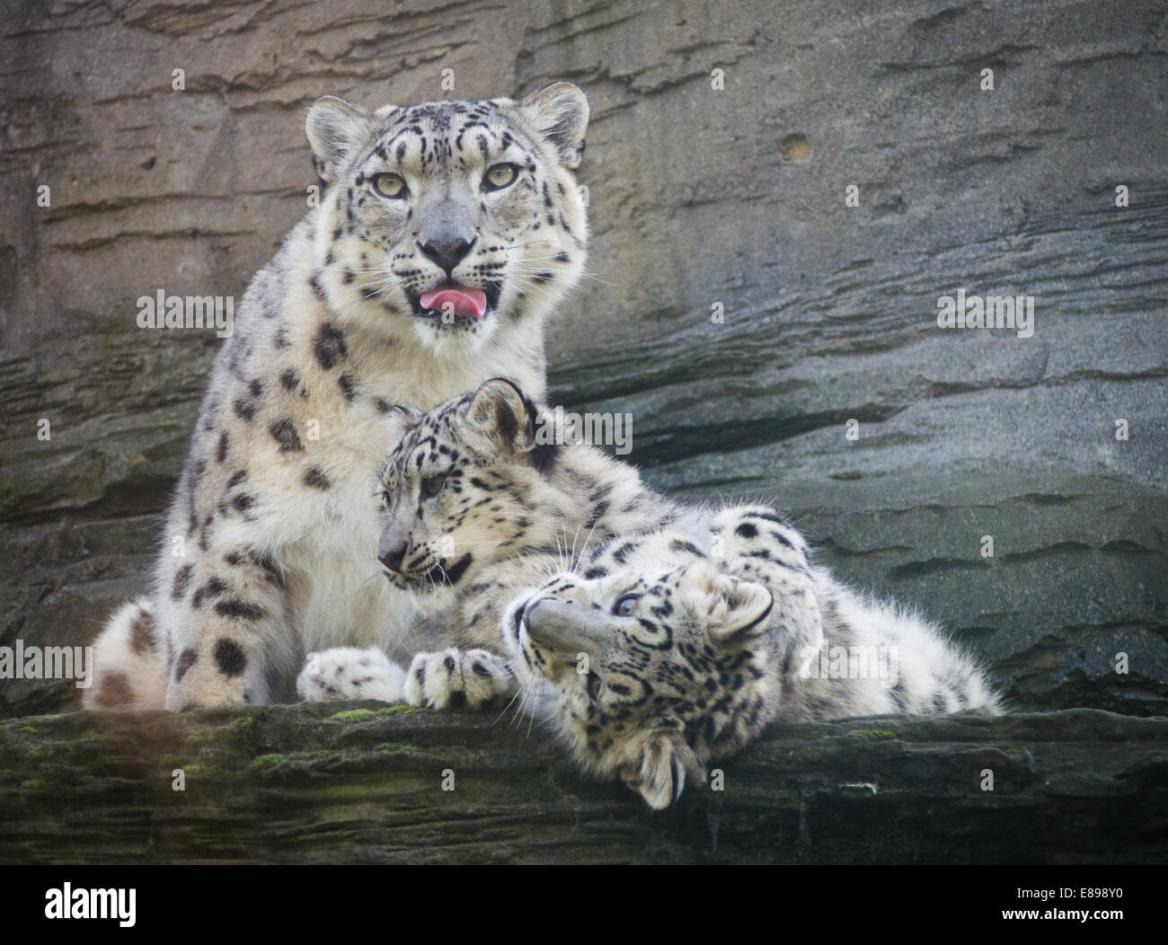Snow leopards, Mother and two cubs on ledge playing Stock Photo - Alamy