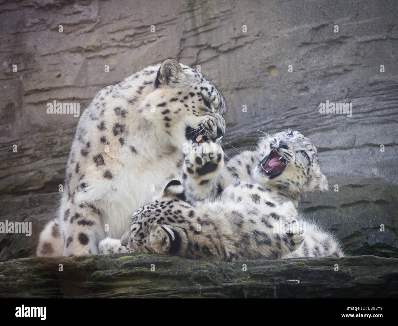 Snow leopards fighting hi-res stock photography and images - Alamy