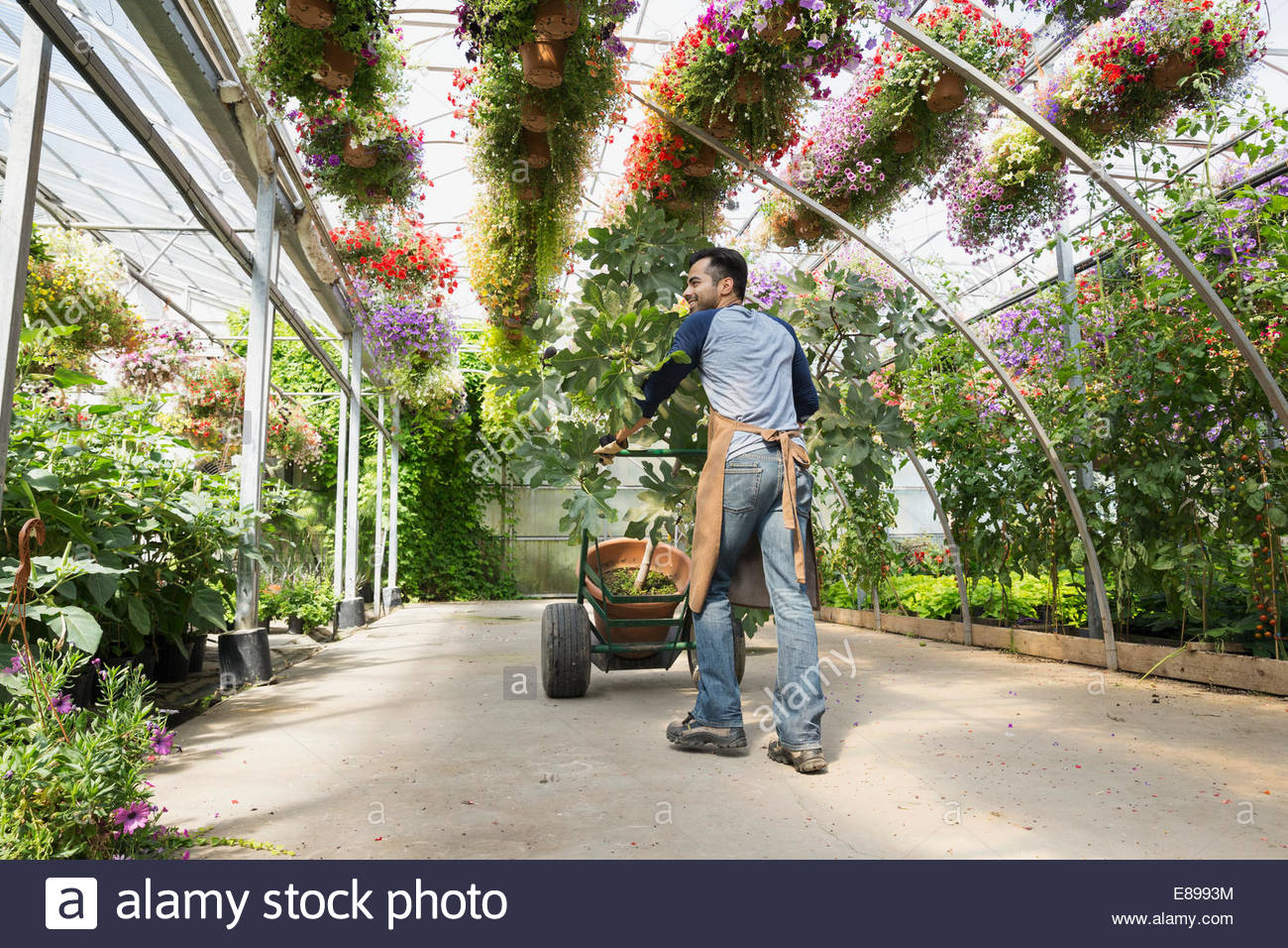 Worker pushing hand truck in plant nursery greenhouse Stock Photo - Alamy