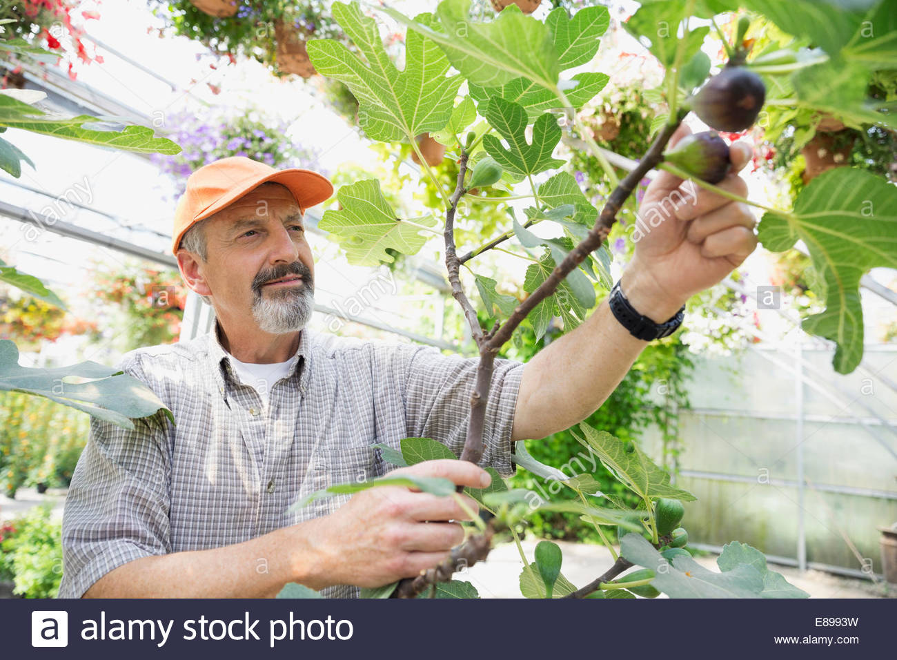 People reaching fruit on tree hi-res stock photography and images - Alamy