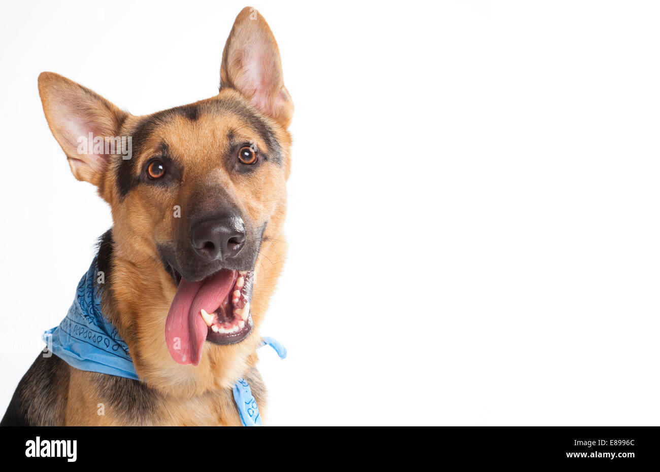 German Shepherd dog happy and smiling Stock Photo - Alamy