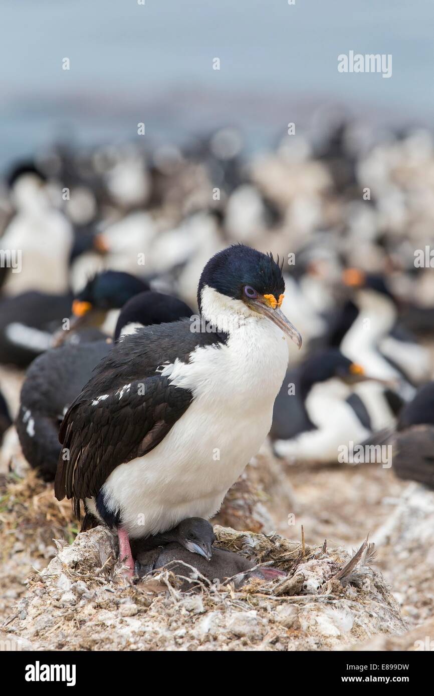 Imperial cormorant hi-res stock photography and images - Alamy