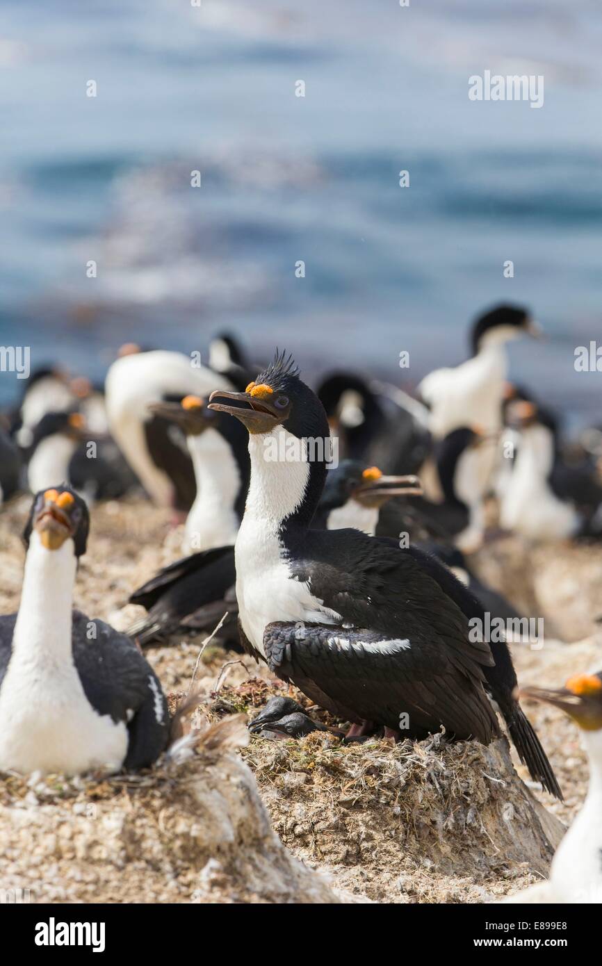 Imperial cormorant hi-res stock photography and images - Alamy