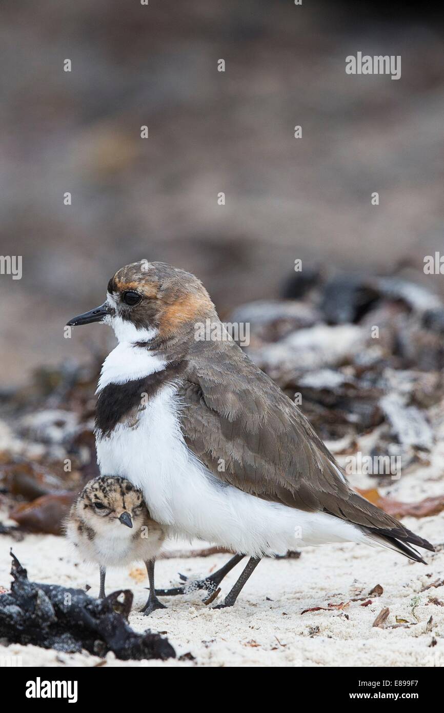 Two banded plovers hi-res stock photography and images - Alamy