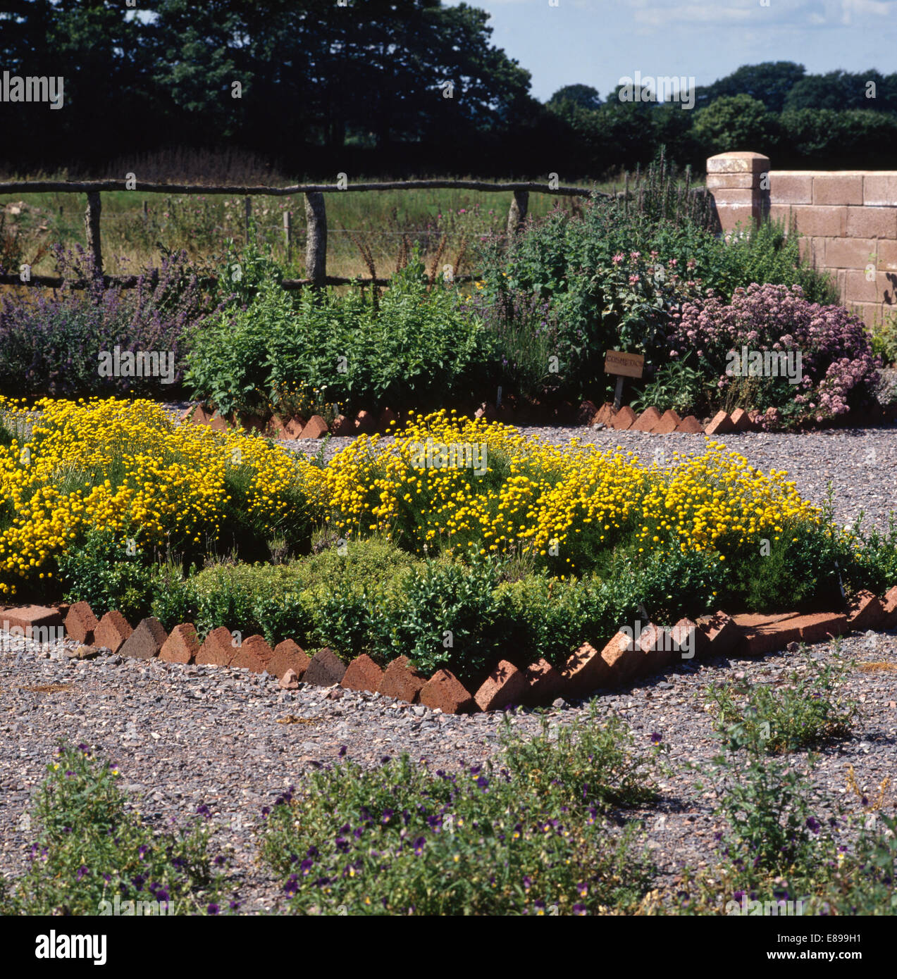 Brick edging and gravel path around herb bed with medicinal and ...