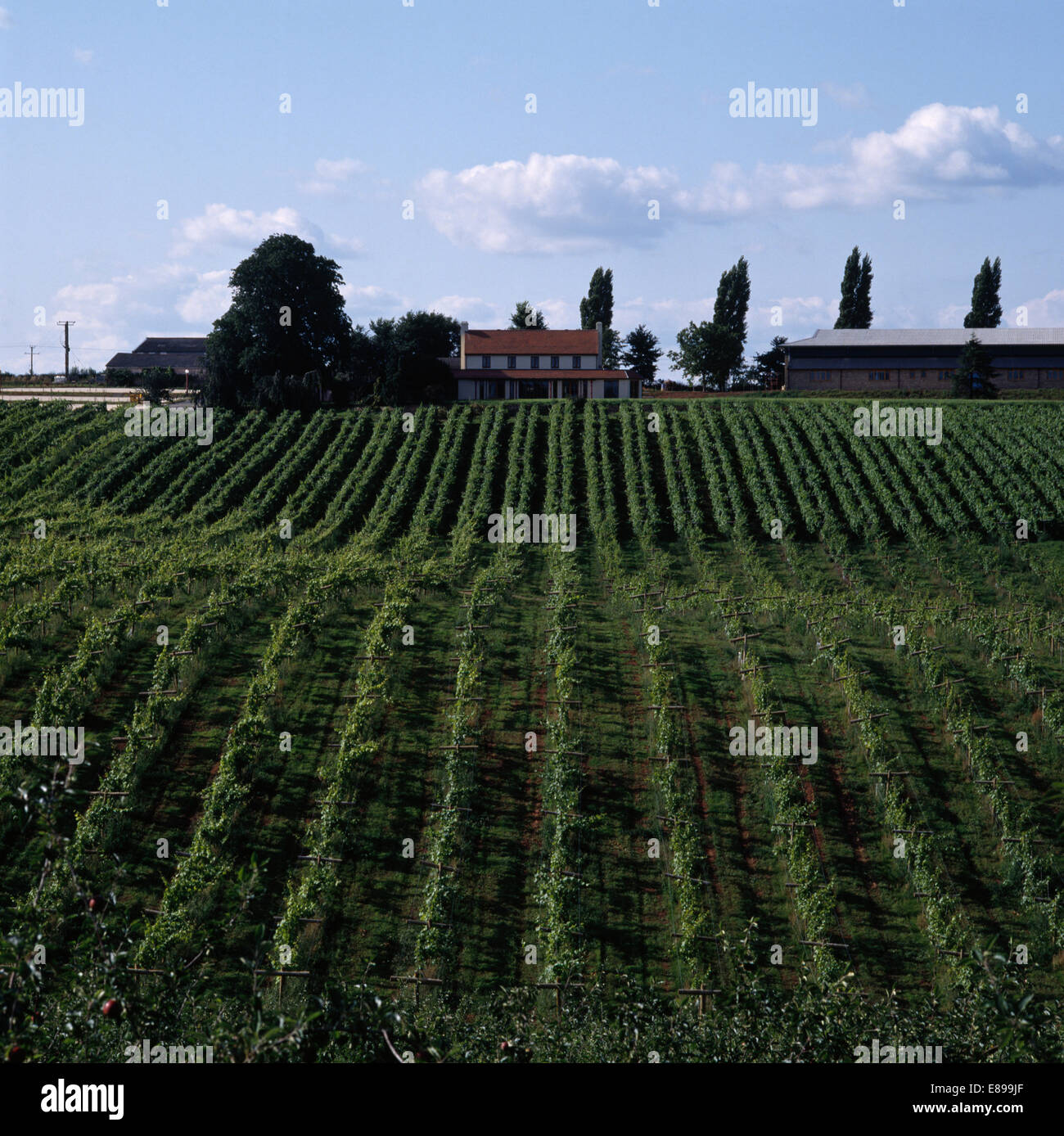 Field with rows of small fruit trees below farm Stock Photo - Alamy