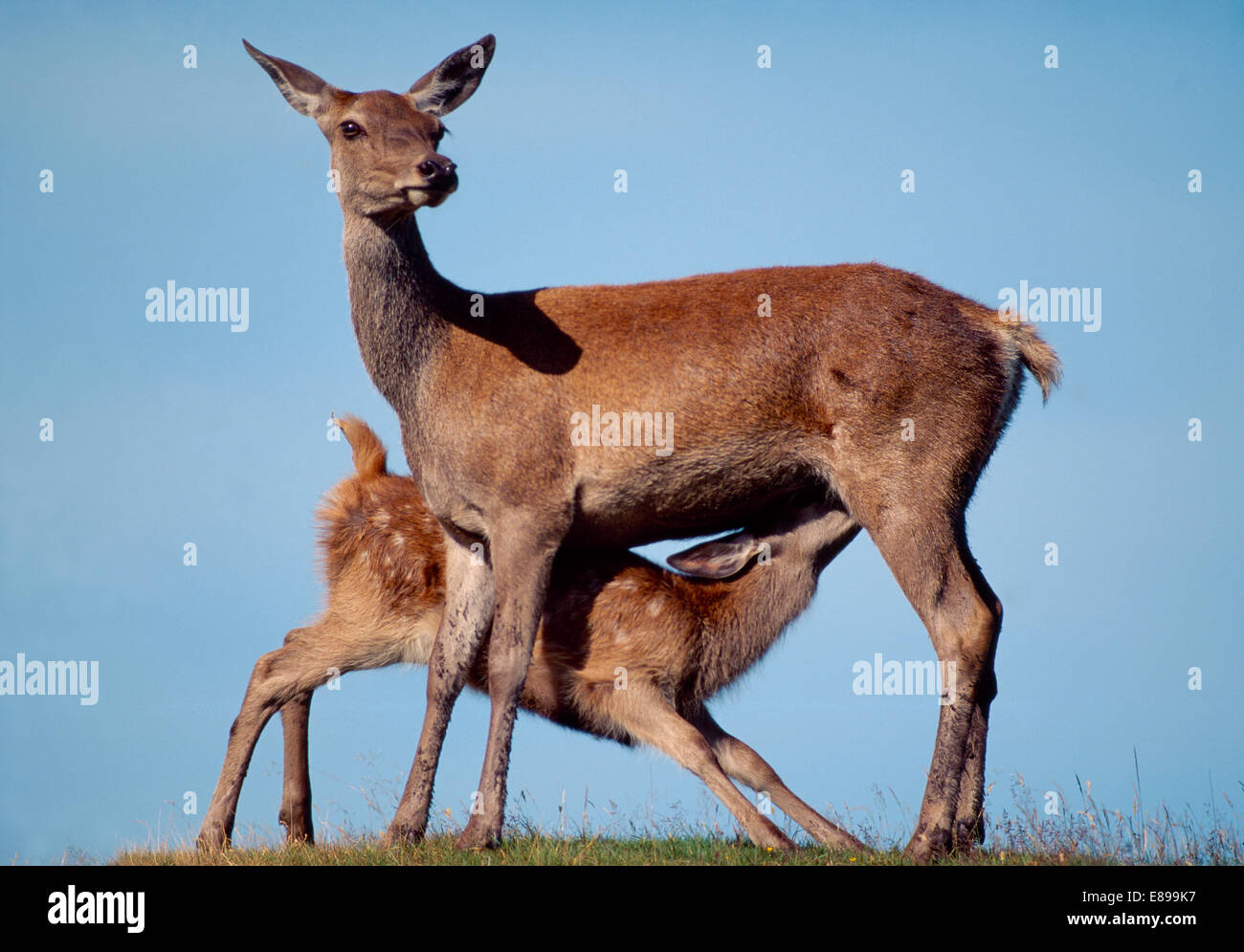 Cervus elaphus doe fawn hi-res stock photography and images - Alamy