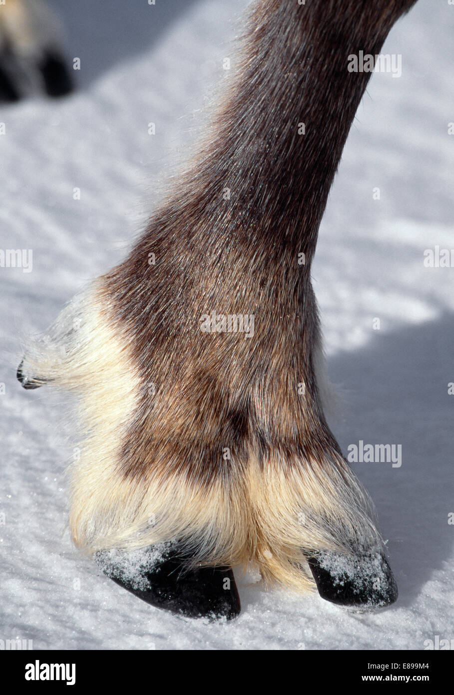 Reindeer Hooves