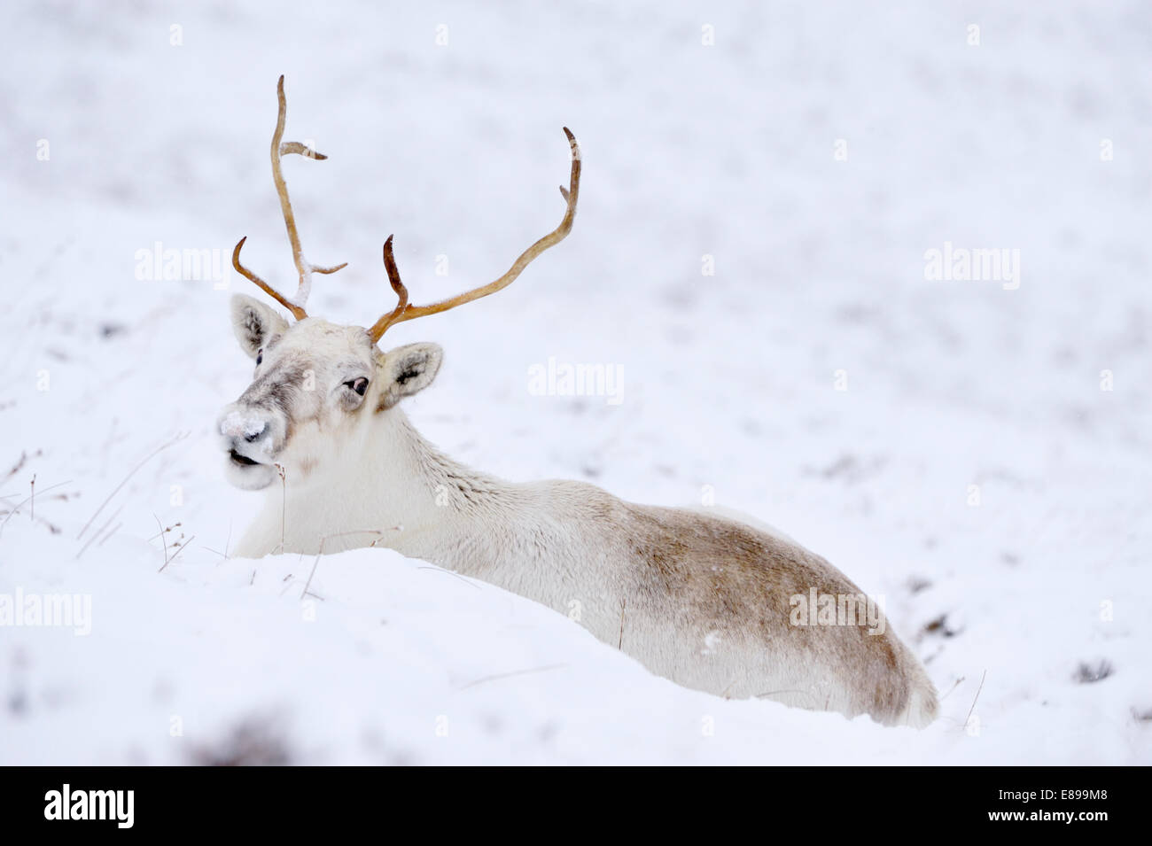 Reindeer - Rangifer tarandus Stock Photo - Alamy