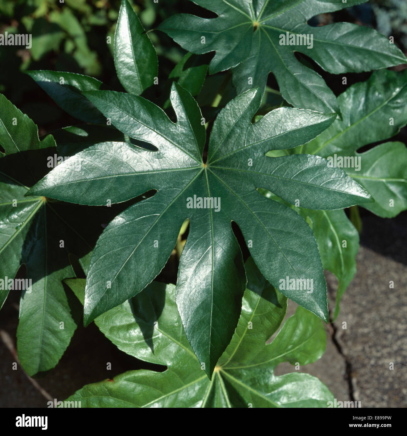 Fatsia leaves hi-res stock photography and images - Alamy