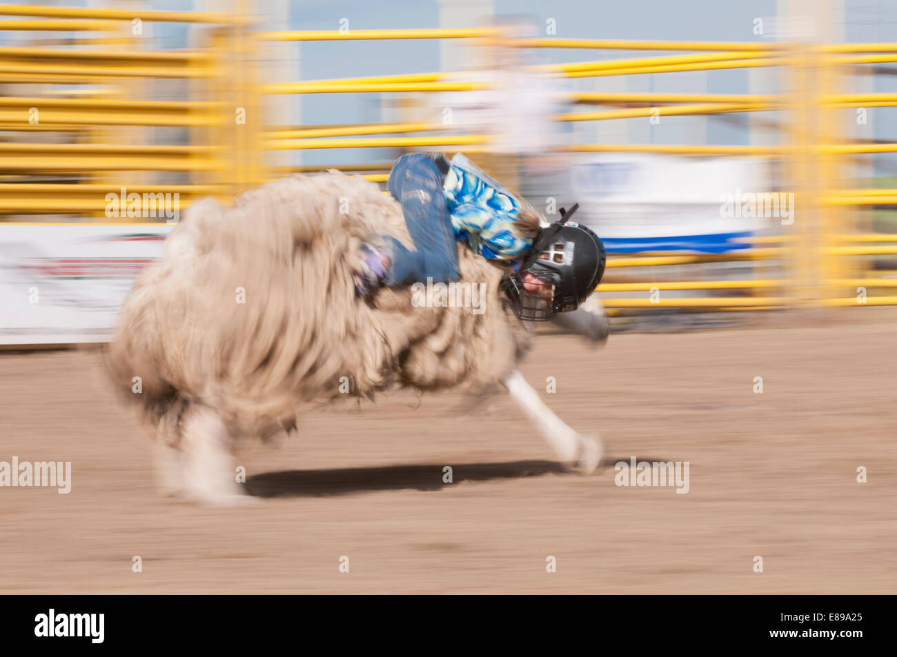 Young child riding a sheep, motion blur, mutton busting, Airdrie Rodeo ...