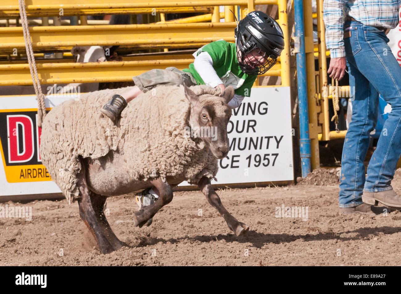 Young child riding a sheep, mutton busting, Airdrie Rodeo, Airdrie ...