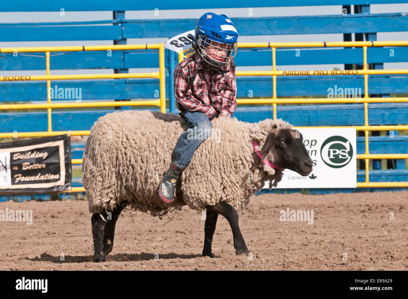 Young child riding a sheep, mutton busting, Airdrie Rodeo, Airdrie ...