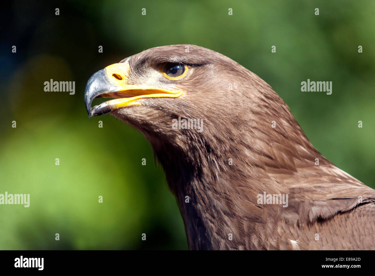 Steppe eagle - Aquila nipalensis Stock Photo - Alamy