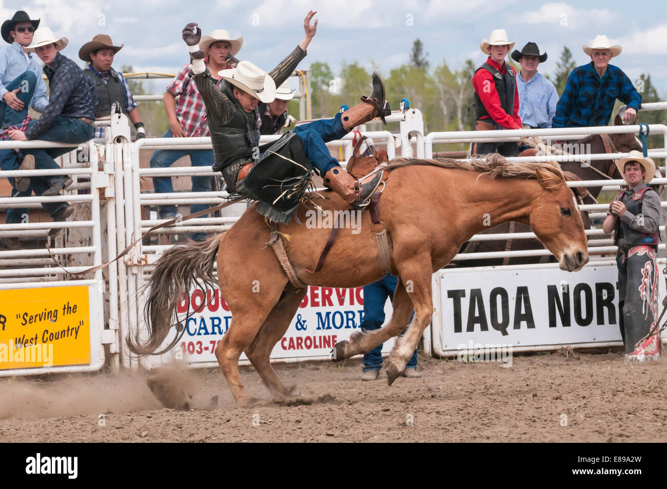 Cowboy, bareback bronc riding, Caroline Stampede, rodeo, Caroline ...